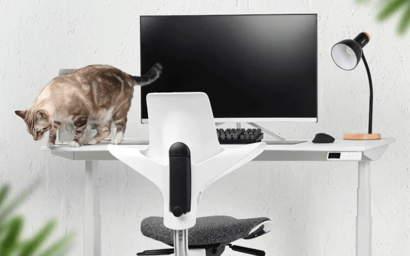 Stand Desk Pro Review: Is It a Good Buy?