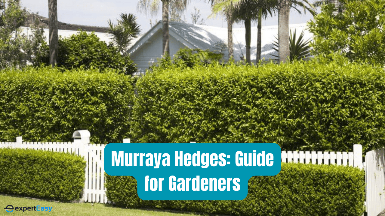 Murraya Hedges: The Complete Guide for Home Gardeners