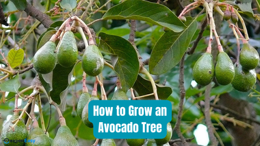 How to Grow an Avocado Tree?