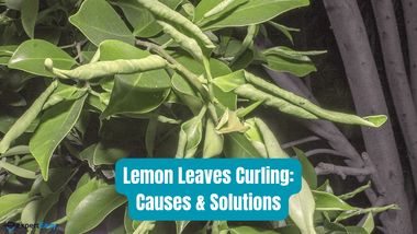 Why Are My Lemon Tree Leaves Curling? 8 Solutions