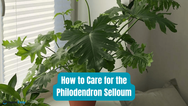 How to Care for the Philodendron Selloum