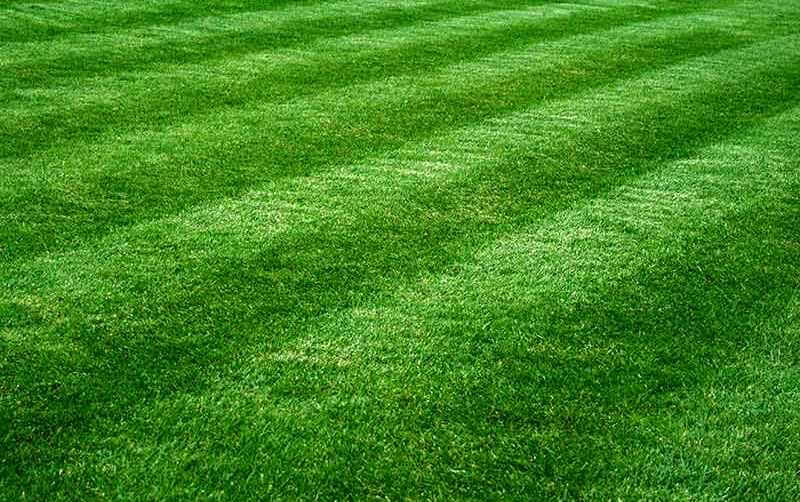 How To Keep Your Lawn Lush and Healthy