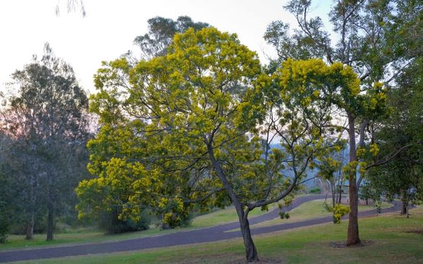 A Quick & Easy Guide to Australian Native Trees