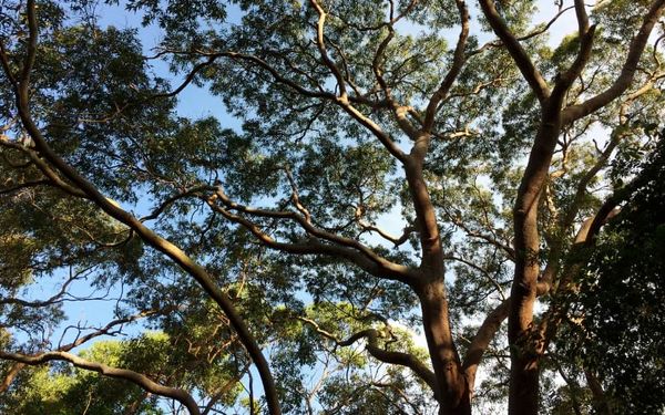 A Quick & Easy Guide to Australian Native Trees