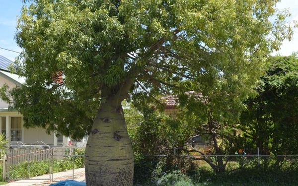 A Quick & Easy Guide to Australian Native Trees