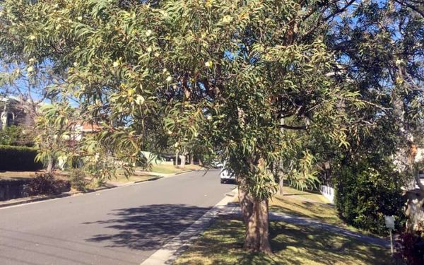 A Quick & Easy Guide to Australian Native Trees