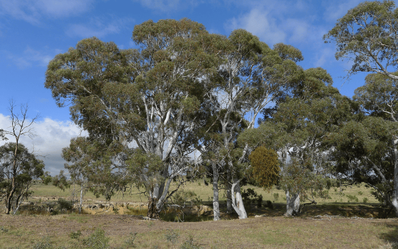 A Quick & Easy Guide to Australian Native Trees