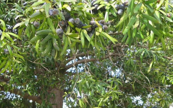 A Quick & Easy Guide to Australian Native Trees