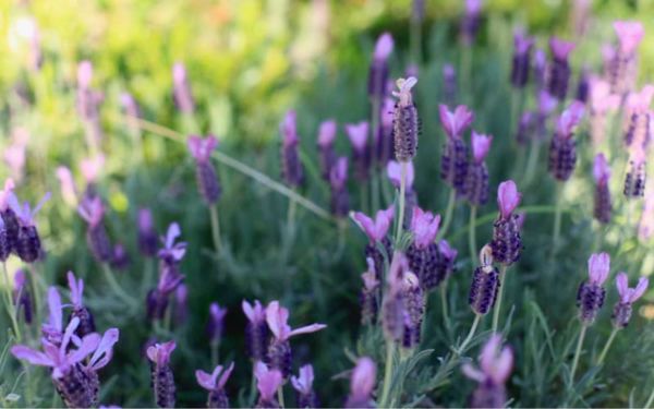 How to Propagate Lavender in Australia