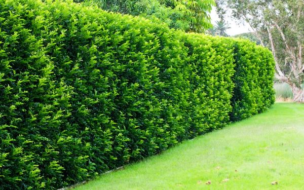 Top 8 Fast-Growing Hedges in Australia