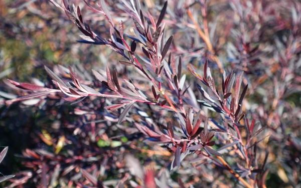 Top 8 Fast-Growing Hedges in Australia