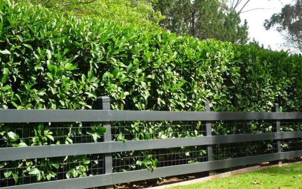 Top 8 Fast-Growing Hedges in Australia