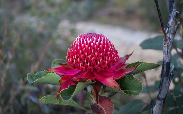 The Ultimate Guide to Australian Native Flowers
