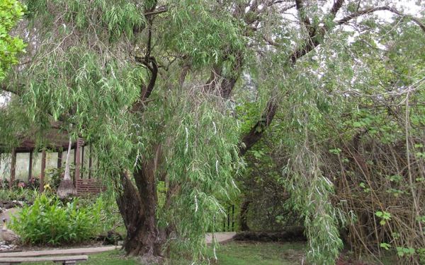 A Quick & Easy Guide to Australian Native Trees