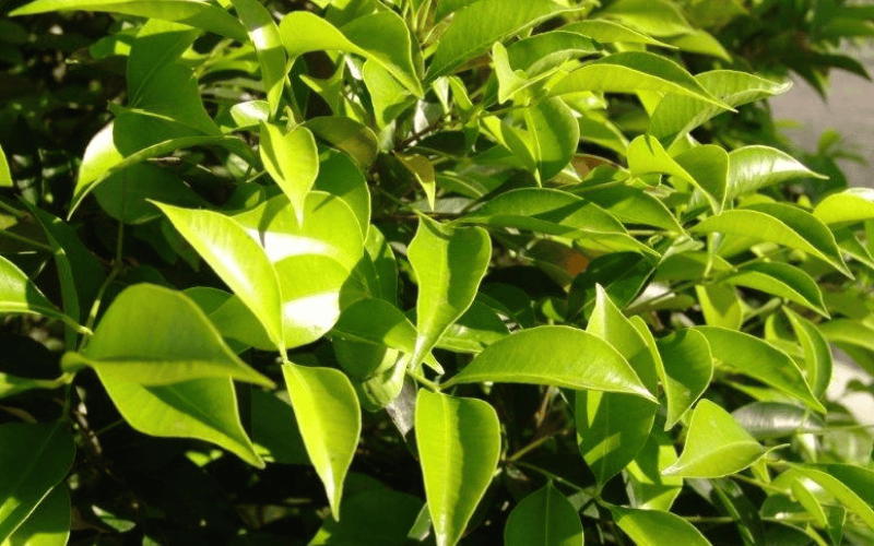 Lilly Pilly Varieties in Australia: Complete Guide