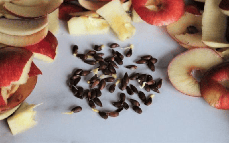 How to Grow Apple Trees at Home