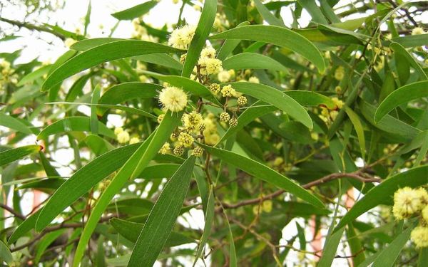 8 Fast-Growing Australian Native Trees