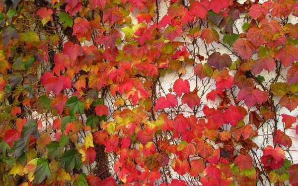 13 Fast-Growing Climbing Plants in Australia