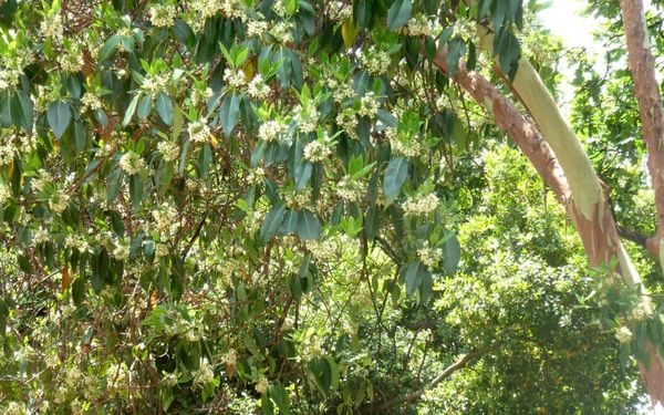 8 Fast-Growing Australian Native Trees