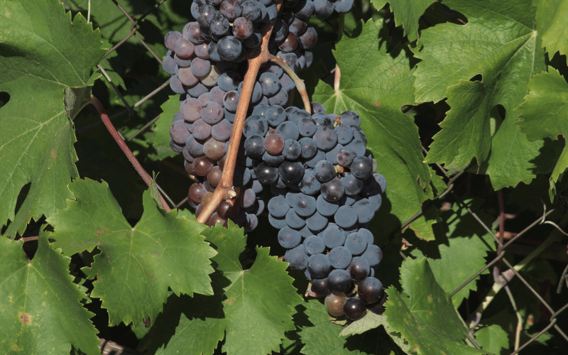 13 Fast-Growing Climbing Plants in Australia