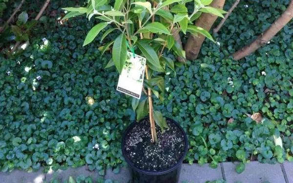 How to Grow and Care for Lemon Myrtle
