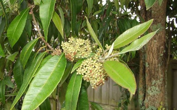 How to Grow and Care for Lemon Myrtle