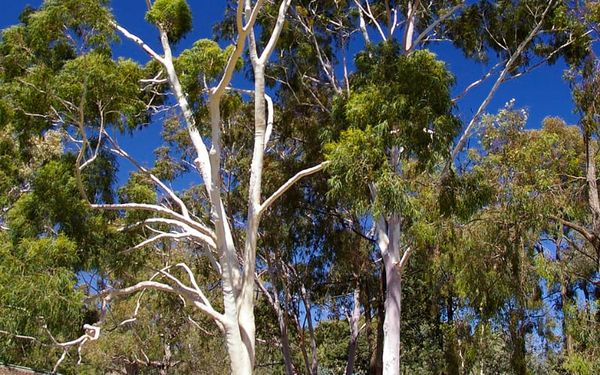 8 Fast-Growing Australian Native Trees