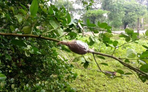 How to Grow and Care for Lemon Trees