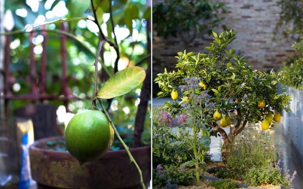 How to Grow and Care for Lemon Trees