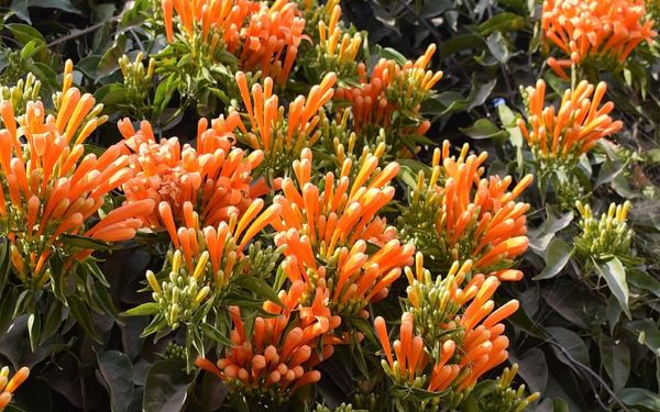 13 Fast-Growing Climbing Plants in Australia