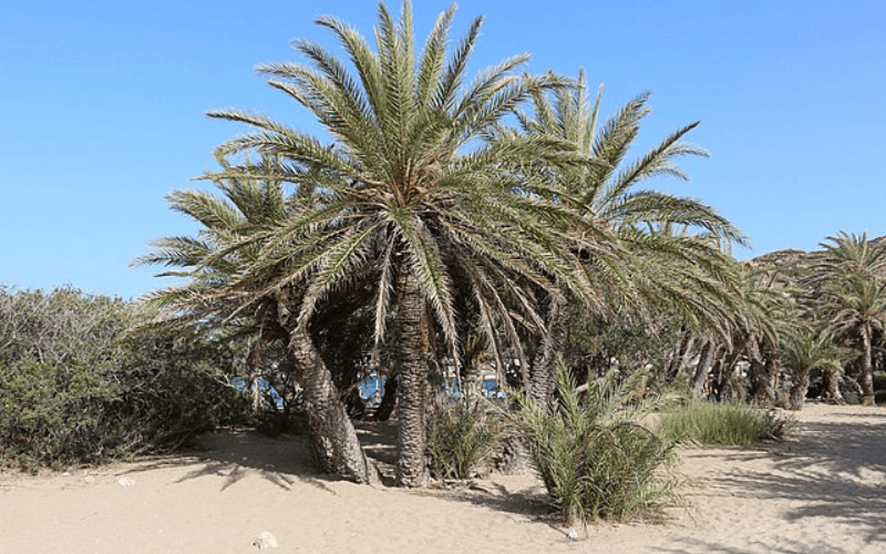 30 Amazing Palm Trees for Your Australian Garden