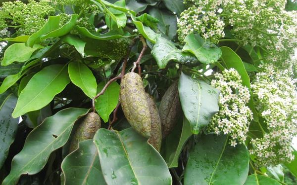 8 Fast-Growing Australian Native Trees