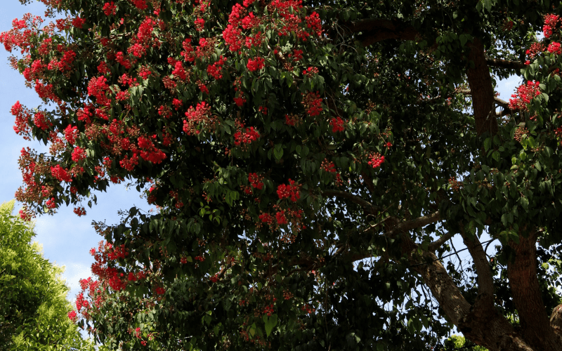 8 Fast-Growing Australian Native Trees