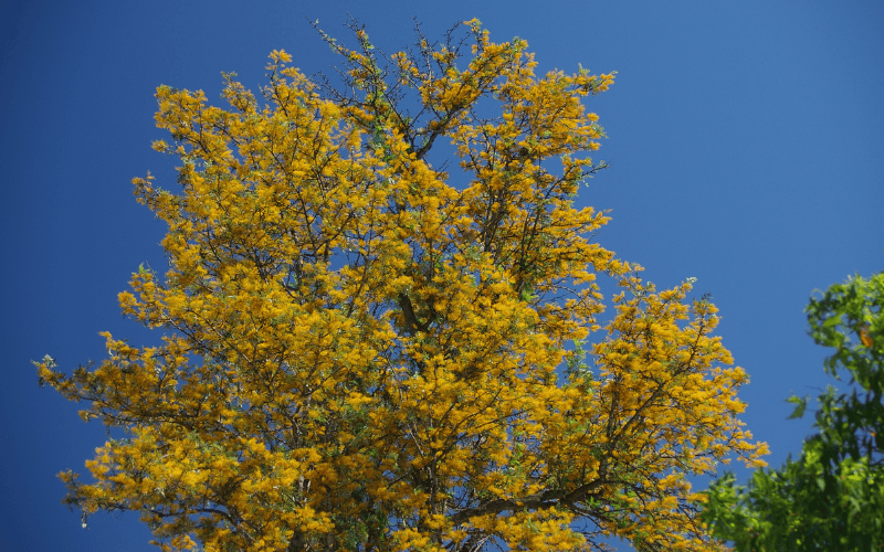 8 Fast-Growing Australian Native Trees