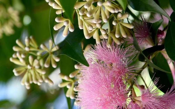 Lilly Pilly Varieties in Australia: Complete Guide