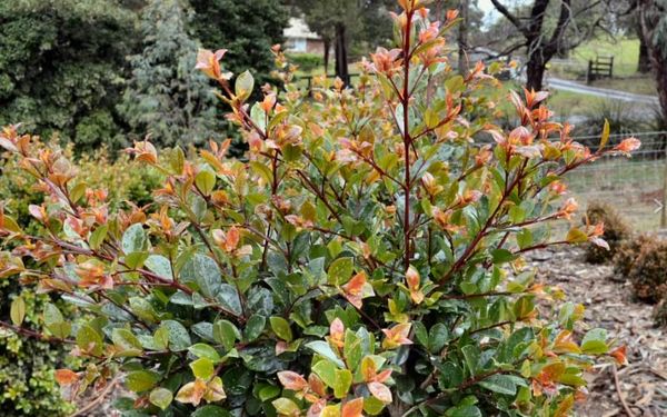 Lilly Pilly Varieties in Australia: Complete Guide