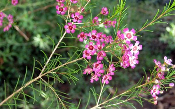 How to Grow and Care for Waxflowers