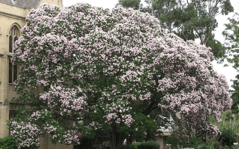10 Captivating Flowering Trees to Grow in Australia