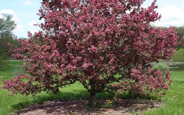 10 Captivating Flowering Trees to Grow in Australia