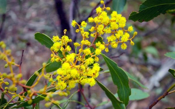 10 Captivating Flowering Trees to Grow in Australia