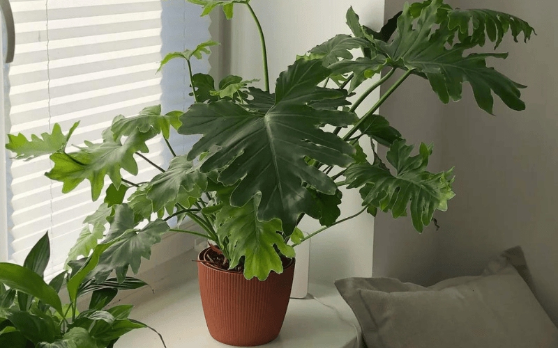 How to Care for the Philodendron Selloum