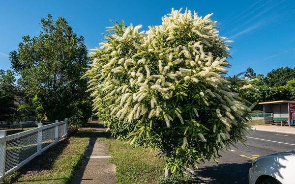 10 Captivating Flowering Trees to Grow in Australia