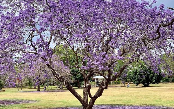 10 Flowering Trees to Grow in Australia