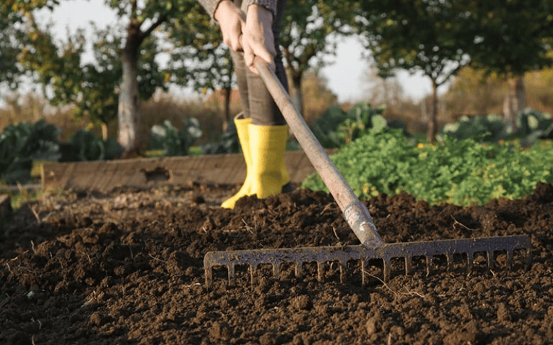 How to Grow and Care for Passion Fruits in Australia