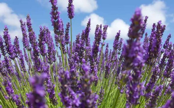 18 Types of Lavender for Every Garden