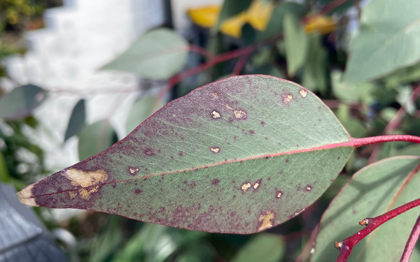 The Silver Princess: Eucalyptus Caesia Care Guide