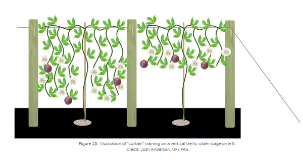 How to Grow and Care for Passion Fruits in Australia
