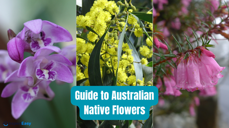 The Ultimate Guide to Australian Native Flowers