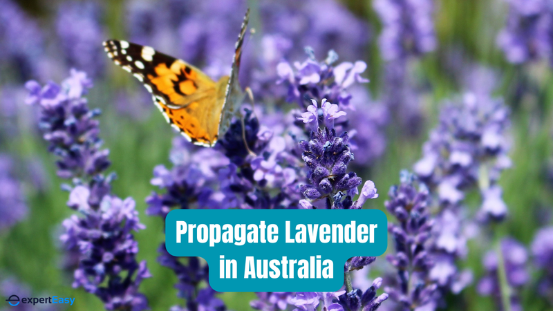 How to Grow Lavender in Australia