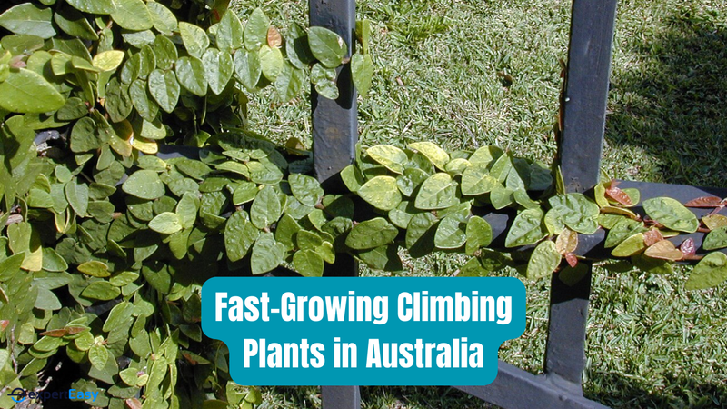 13 Fast-Growing Climbing Plants in Australia